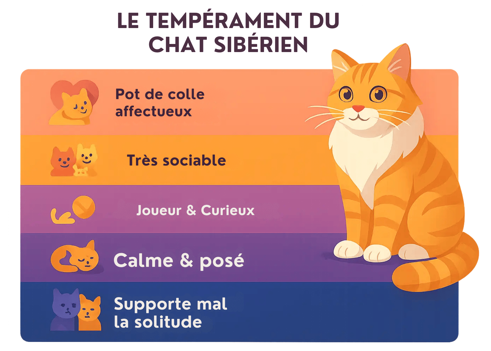 Chat Sibérien : Tout Savoir Sur Ce Chat Hypoallergénique